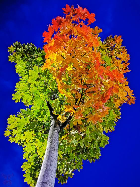 Mooseman.de - Picture of the month - May 2020 - Autumn Color Explosion