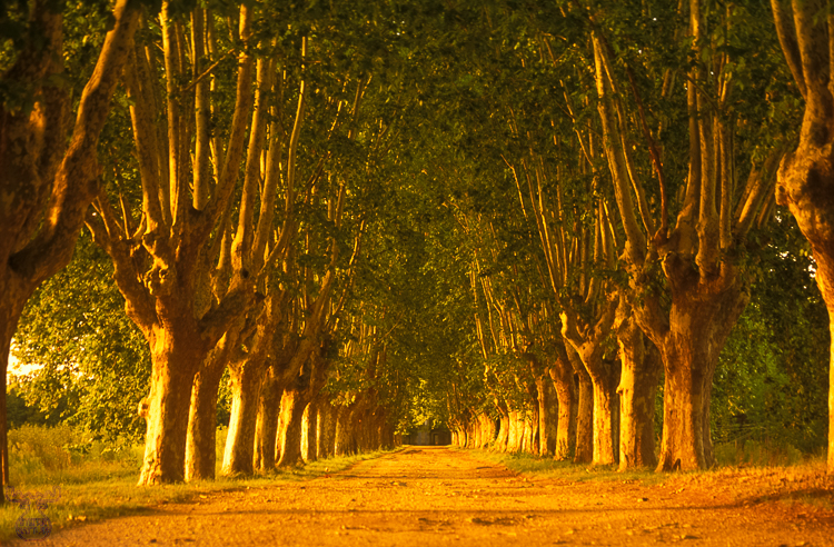 198 - French Avenue - Französische Allee