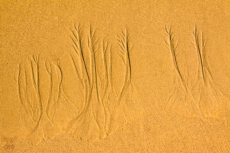 Mooseman.de - Picture of the month - April 2012 - Sand Trees - Sandbäume