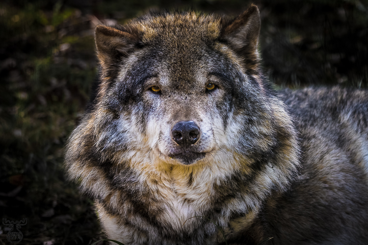 Mooseman.de - Gallery - Animals - Portfolio "Beastart"